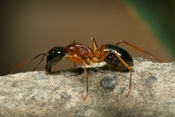 Types of ants in Melbourne that are pest in houses and lawns
